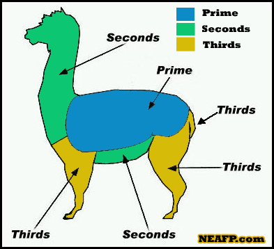 about alpaca and alpaca investing, alpaca healthcare, alpacas on martha ...